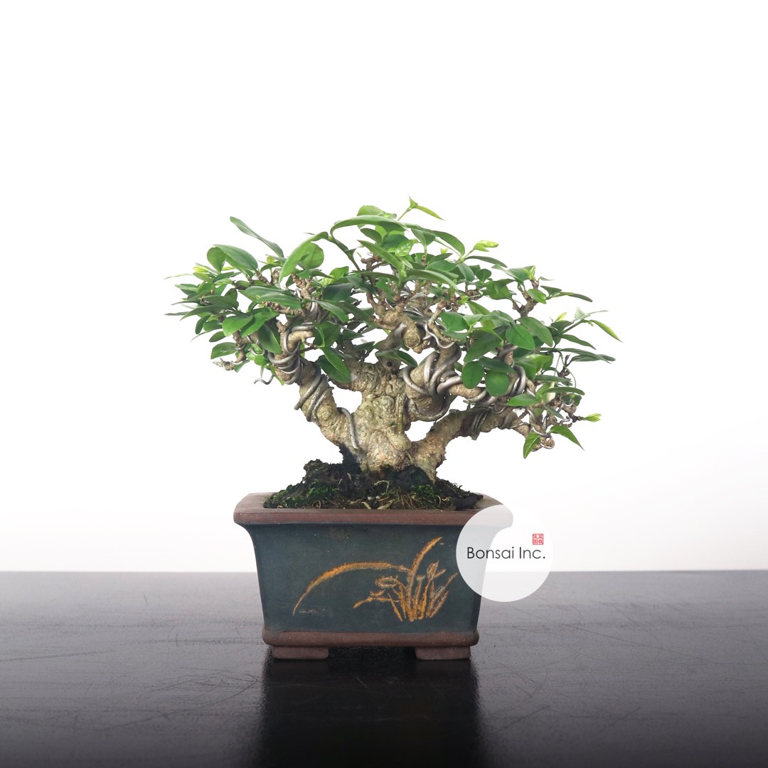 Wrightia religiosa Water Jasmine Bonsai 水梅, Furniture & Home Living ...