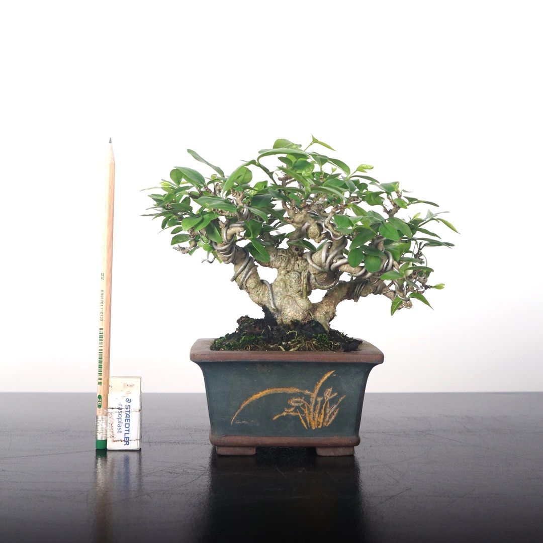 Wrightia religiosa Water Jasmine Bonsai 水梅, Furniture & Home Living ...
