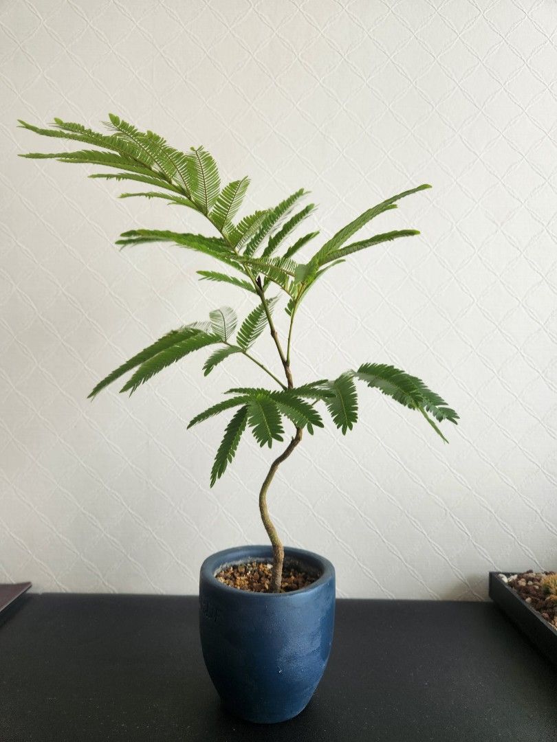 38cm tall Everfresh Japan plant in blue pot (Pithecellobium Confertum ...