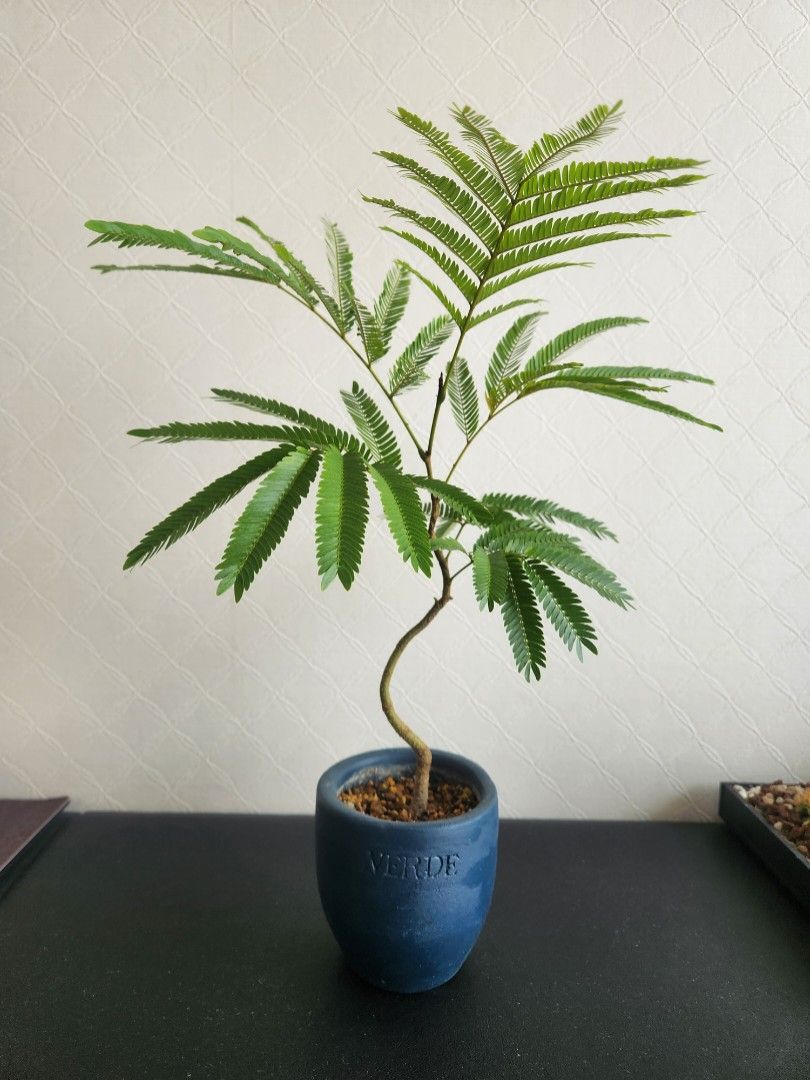 38cm tall Everfresh Japan plant in blue pot (Pithecellobium Confertum ...
