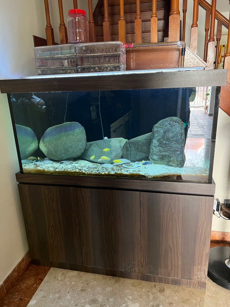 4 feet fish tank n complete set up, Pet Supplies, Homes & Other Pet ...