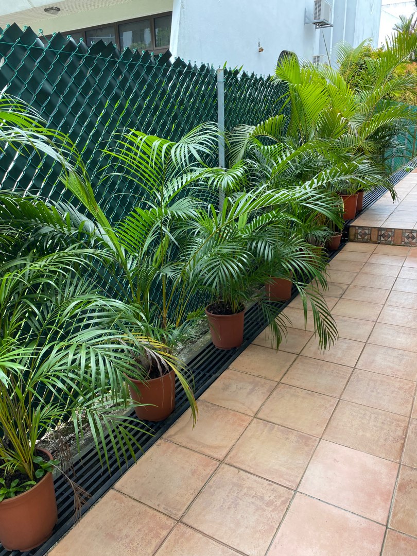 8 Palms, Furniture & Home Living, Gardening, Plants & Seeds on Carousell