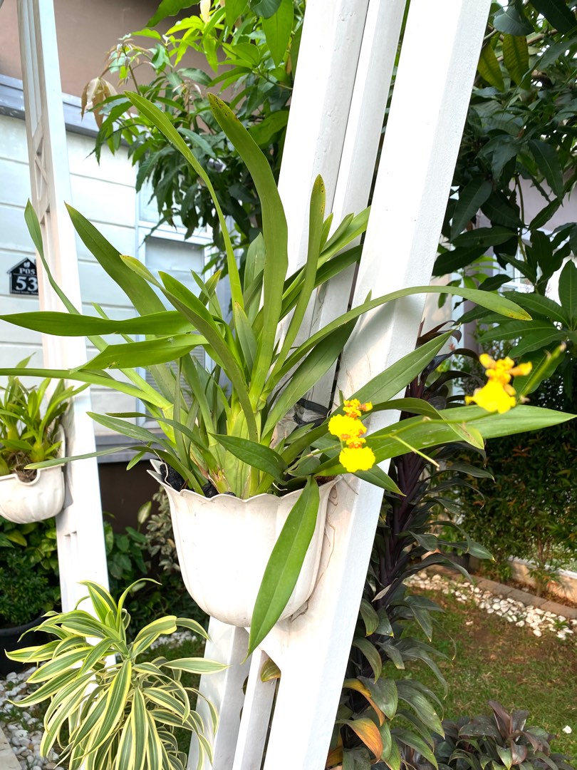 Anggrek kuning jumbo, Perkebunan di Carousell