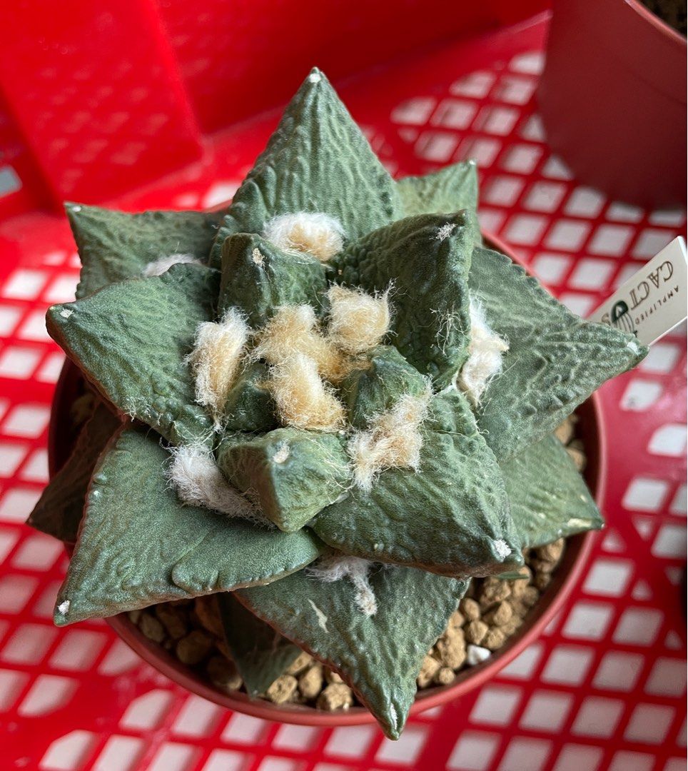 Ariocarpus Frumdosus Godzilla Cactus Succulent, Furniture & Home Living ...