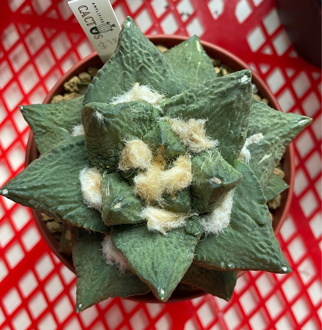 Ariocarpus Frumdosus Godzilla Cactus Succulent, Furniture & Home Living ...