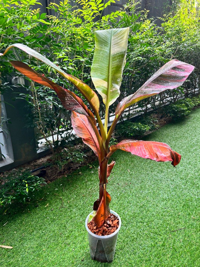 BIG Musa Nono Variegated Musa Aeae Banana, Furniture & Home Living ...