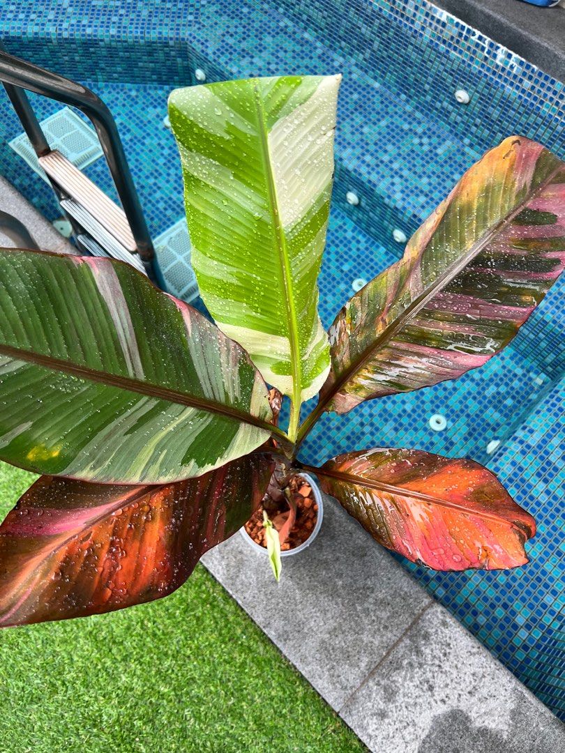BIG Musa Nono Variegated Musa Aeae Banana, Furniture & Home Living ...