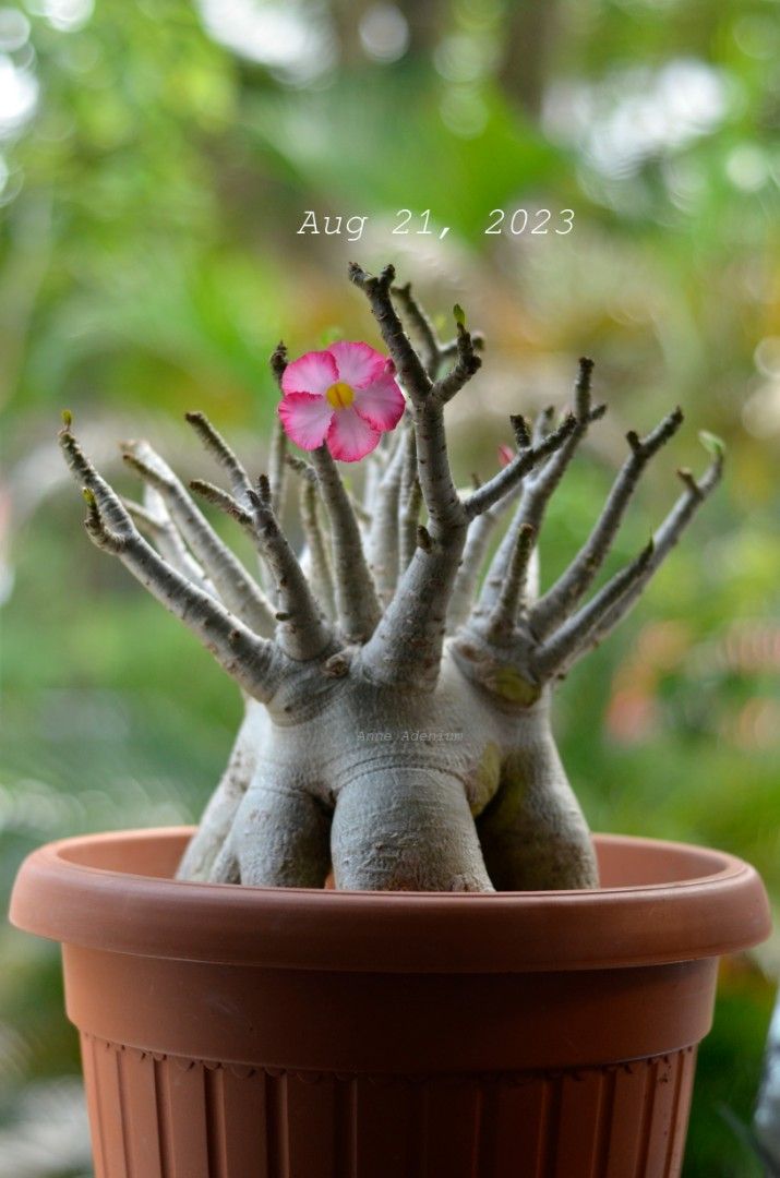 Blooming Thai Socotranum Adenium in 13 inches pot, Furniture & Home ...