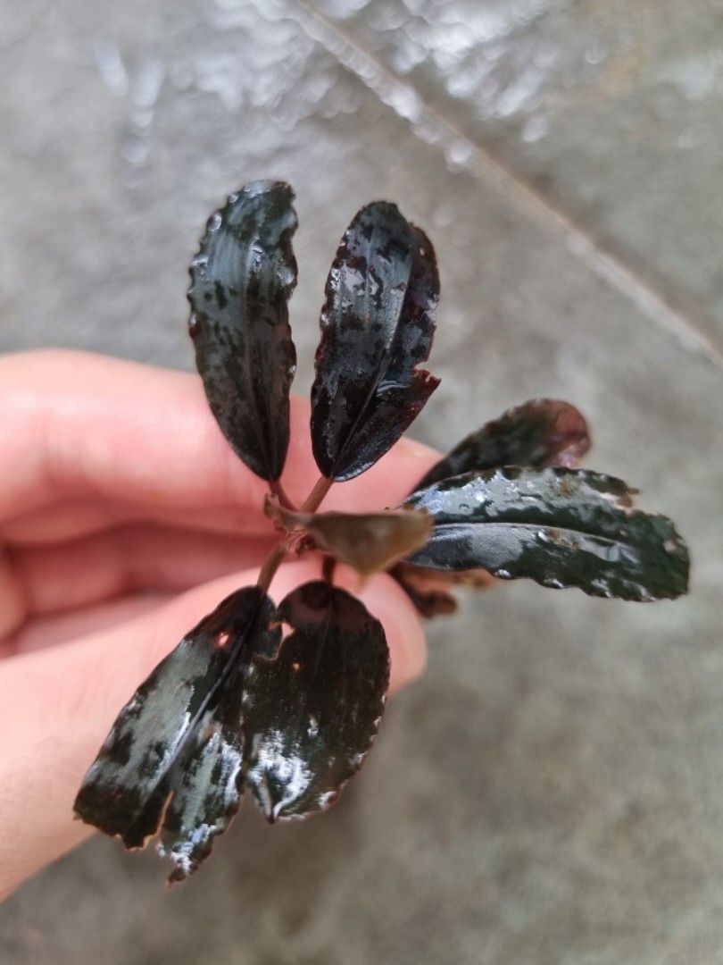 Bucephalandra pandora|buce bucep|aquarium aquatic fresh live plants ...