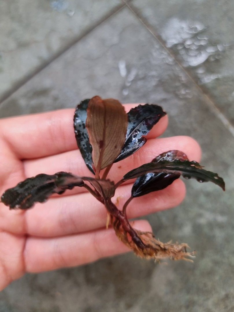 Bucephalandra pandora|buce bucep|aquarium aquatic fresh live plants ...