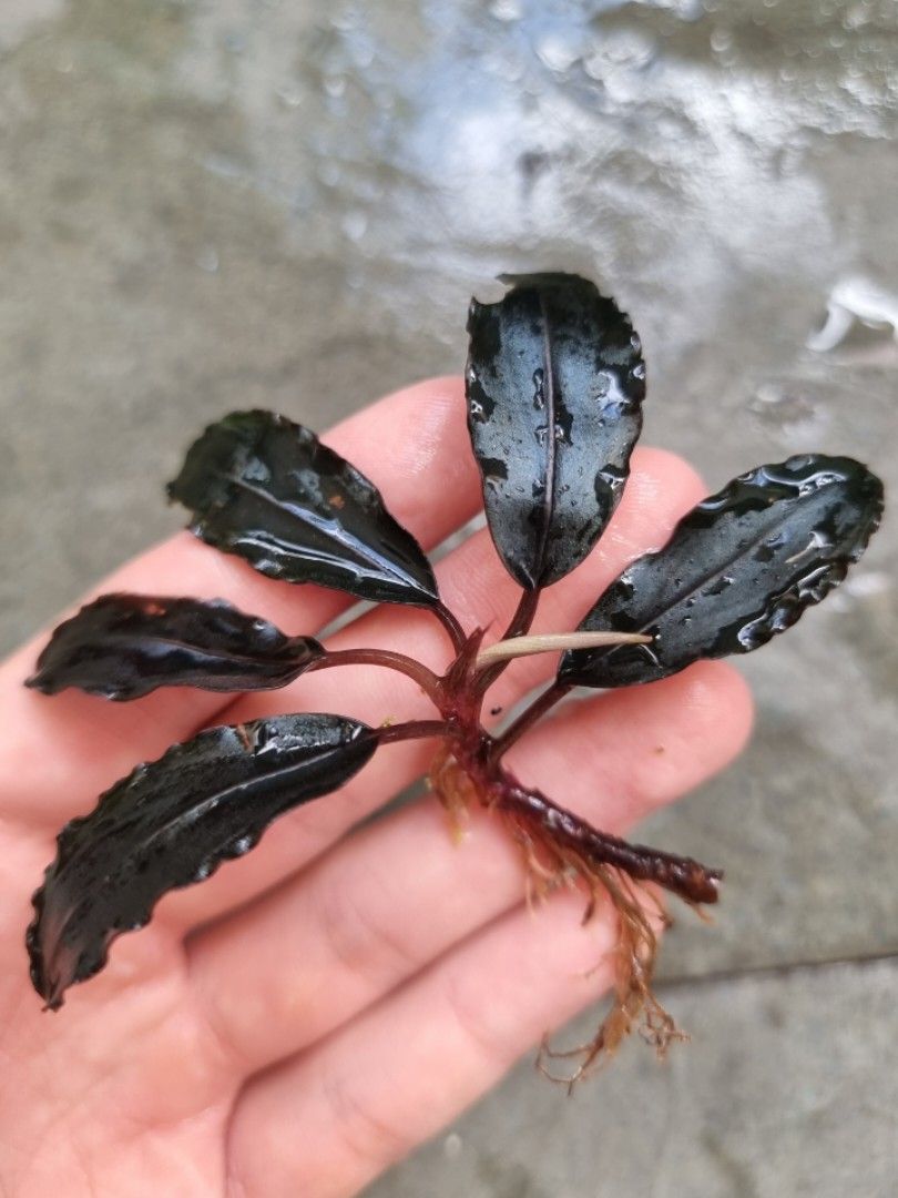 Bucephalandra pandora|buce bucep|aquarium aquatic fresh live plants ...