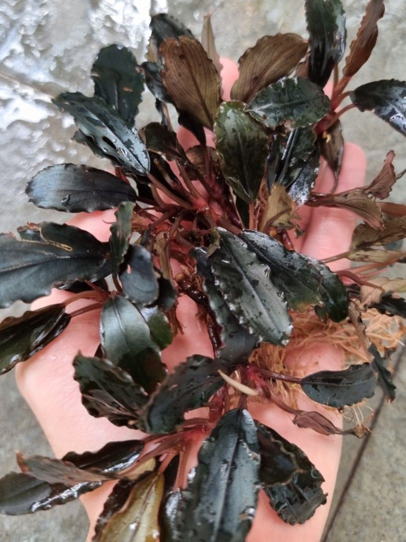 Bucephalandra pandora|buce bucep|aquarium aquatic fresh live plants ...