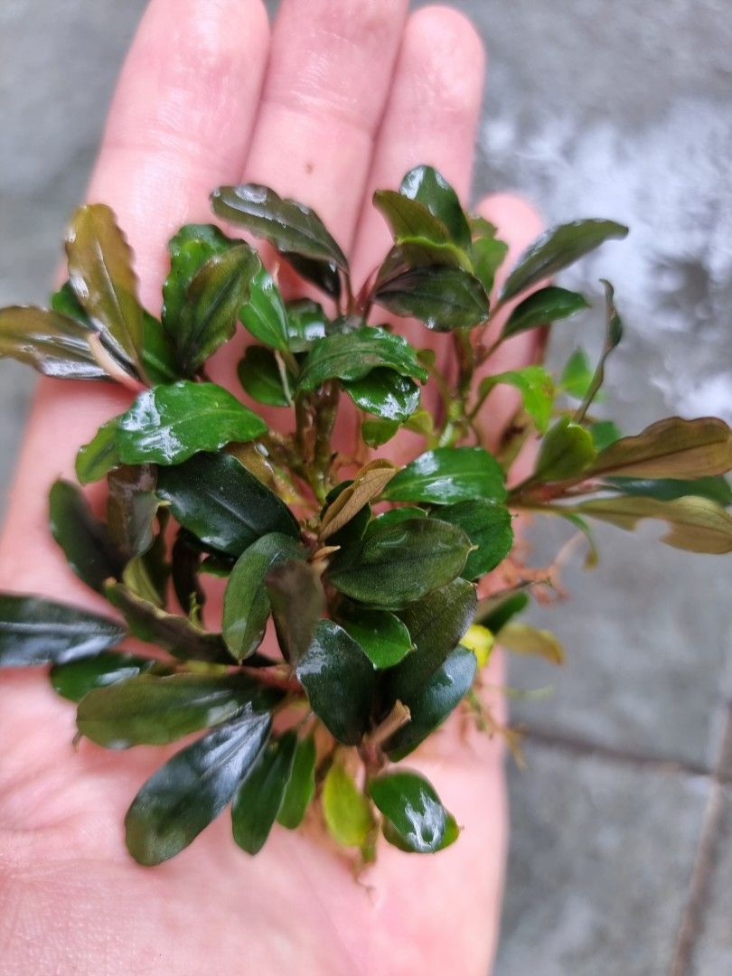 Bucephalandra red cherry|buce bucep|aquarium aquatic fresh live plants, Furniture & Home Living ...