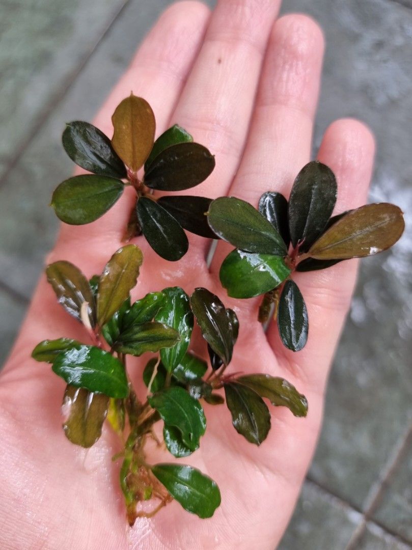 Bucephalandra red cherry|buce bucep|aquarium aquatic fresh live plants ...