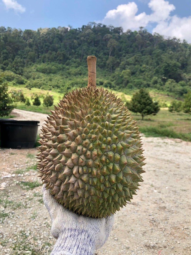Durian D24 sweet creamy puree 1kg, Food & Drinks, Fresh Produce on ...