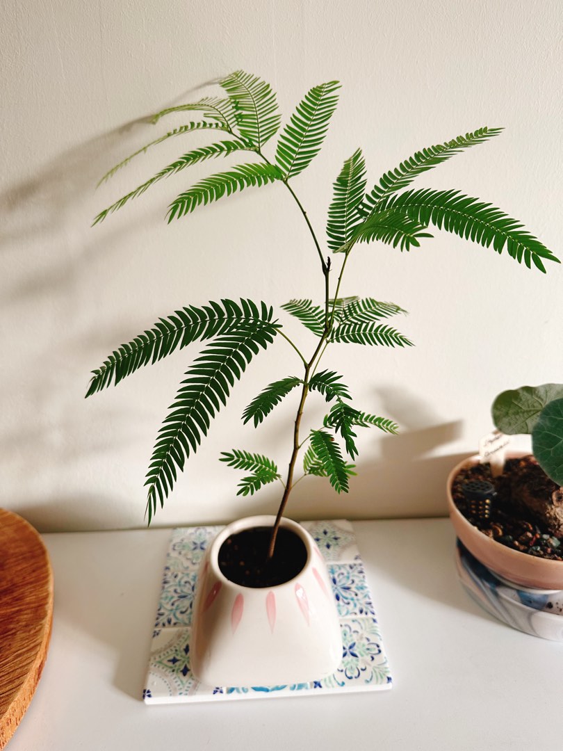 Everfresh ($28) with pot ($5), Furniture & Home Living, Gardening ...