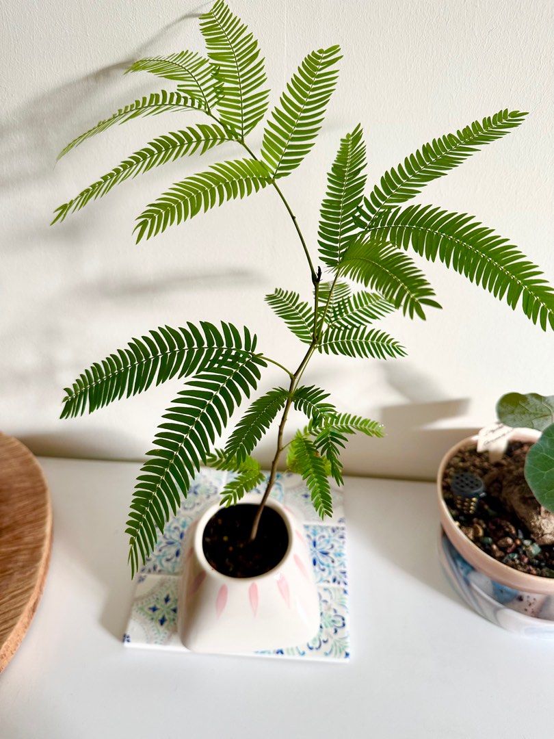 Everfresh ($28) with pot ($5), Furniture & Home Living, Gardening ...