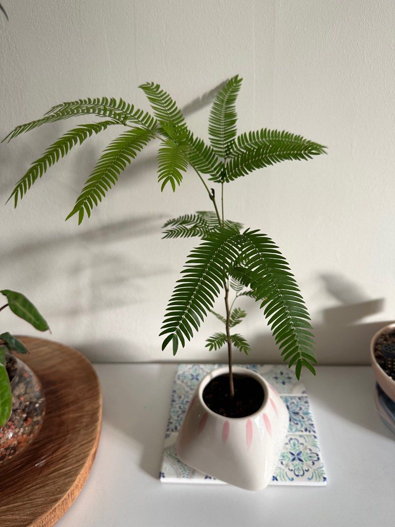 Everfresh ($28) with pot ($5), Furniture & Home Living, Gardening ...