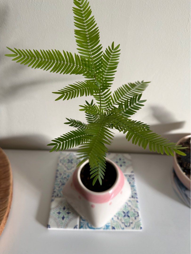 Everfresh tree ($28) with pot (+$5), Furniture & Home Living, Gardening ...