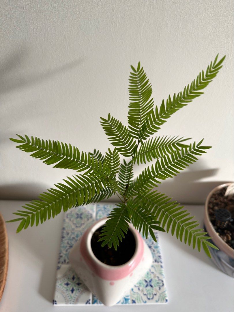 Everfresh tree ($28) with pot (+$5), Furniture & Home Living, Gardening ...