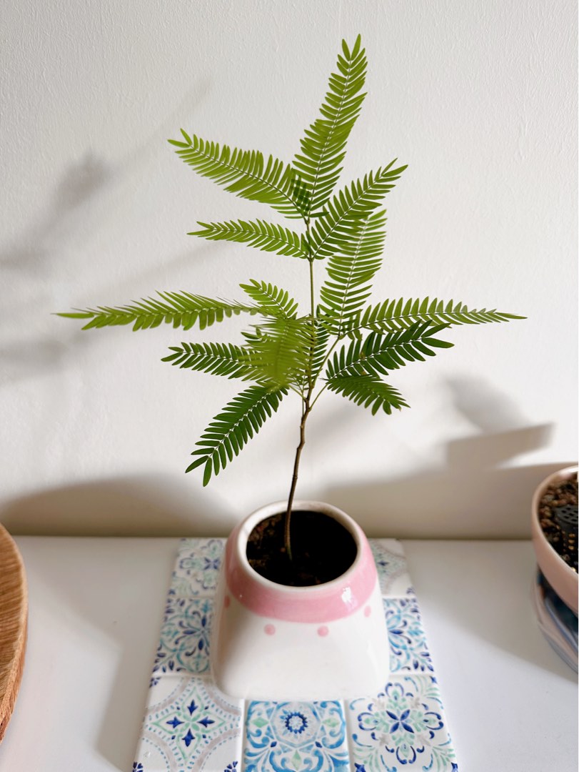 Everfresh tree ($28) with pot (+$5), Furniture & Home Living, Gardening ...
