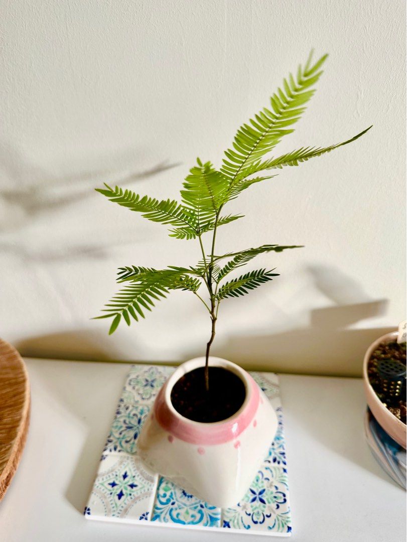Everfresh tree ($28) with pot (+$5), Furniture & Home Living, Gardening ...