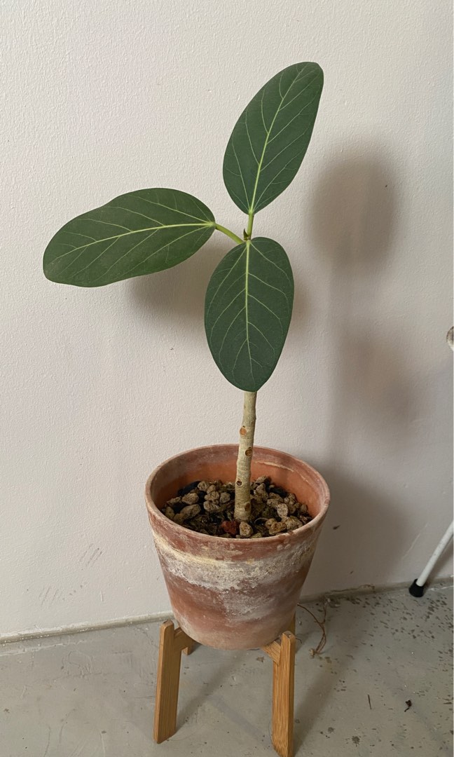Ficus Audrey rubber plant, Furniture & Home Living, Gardening, Plants ...