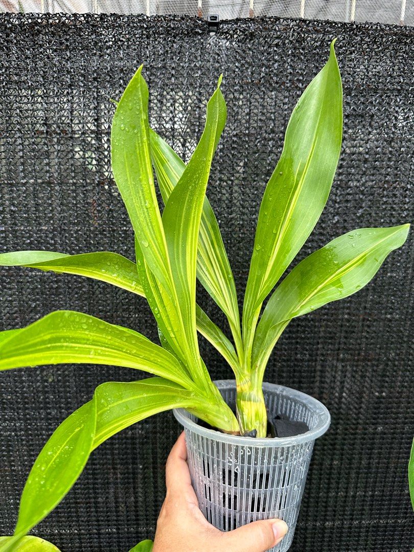 Grammatophyllum Scriptum Variegated Orchid, Furniture & Home Living ...