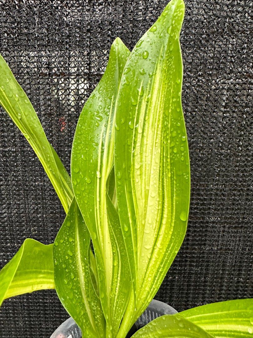 Grammatophyllum Scriptum Variegated Orchid, Furniture & Home Living ...