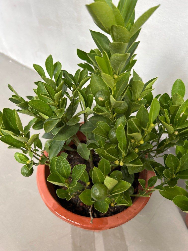 Lime/Limau Kasturi Fruiting Plant. $15 each, Furniture & Home Living ...