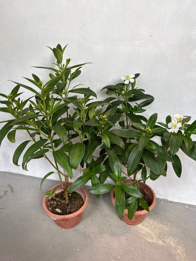 Melastoma malabathricum 'Alba'/Pokok Senduduk . $10 each, Furniture ...