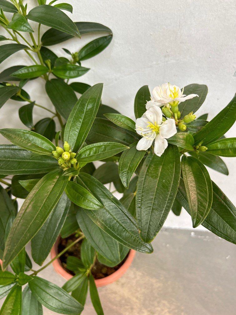 Melastoma malabathricum 'Alba'/Pokok Senduduk . $10 each, Furniture ...