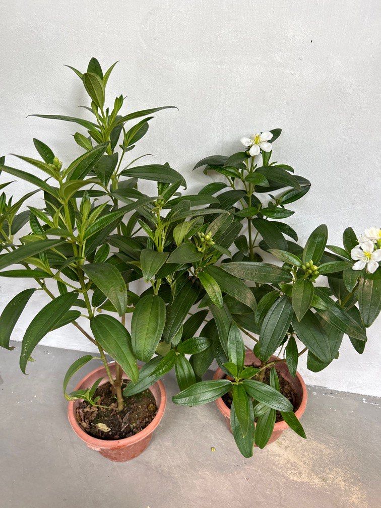 Melastoma malabathricum 'Alba'/Pokok Senduduk . $10 each, Furniture ...