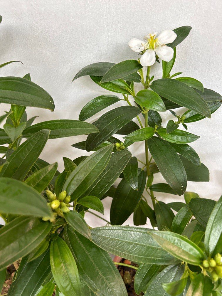 Melastoma malabathricum 'Alba'/Pokok Senduduk . $10 each, Furniture ...