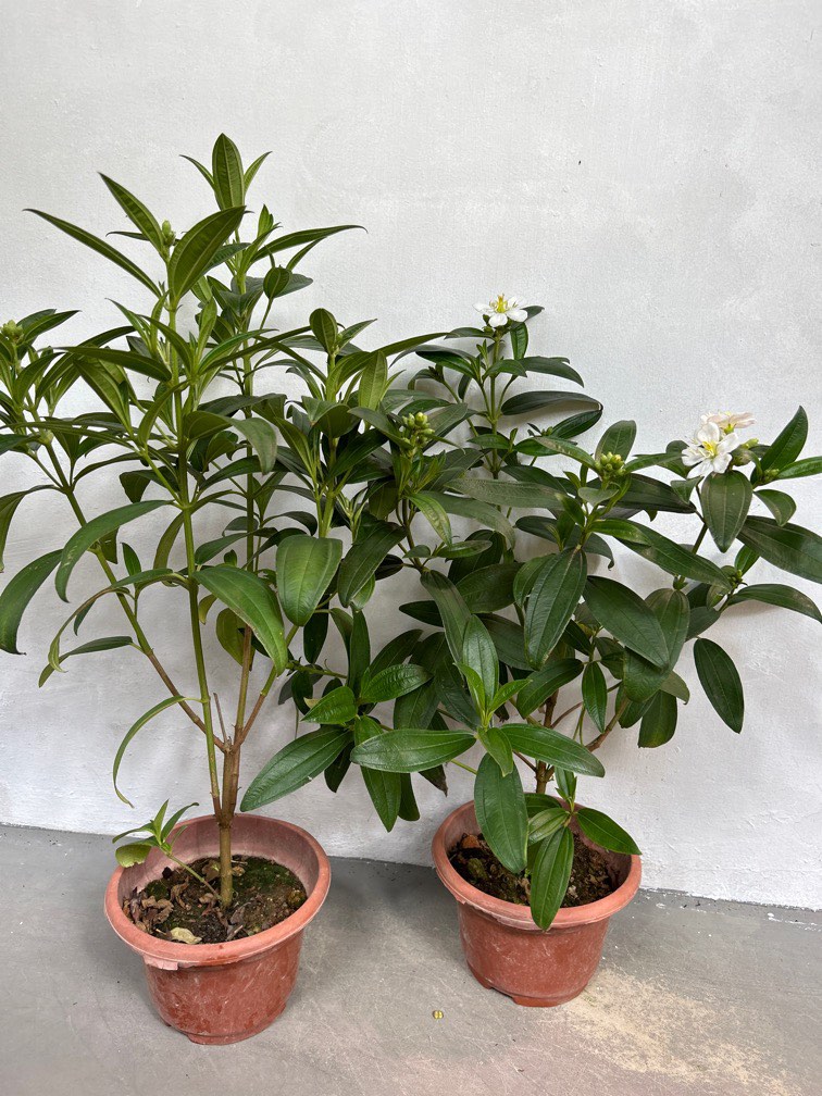 Melastoma malabathricum 'Alba'/Pokok Senduduk . $10 each, Furniture ...