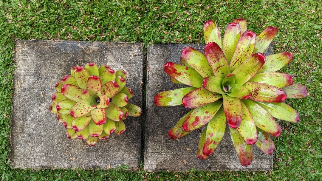 Neoregelia Johannis (Bromeliad Paradise) Plant, Furniture & Home Living ...