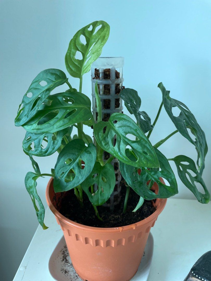 Plant cuttings swap: Monstera, pothos, caladium, Furniture & Home ...