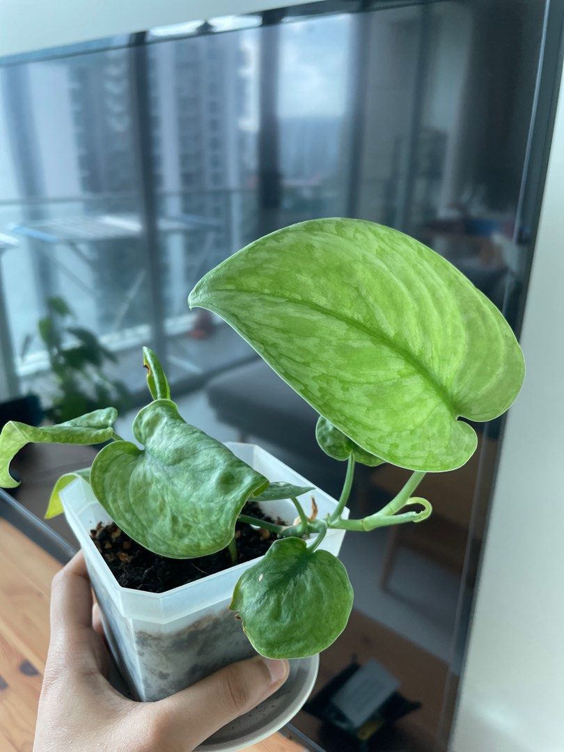 Plant cuttings swap: Monstera, pothos, caladium, Furniture & Home ...