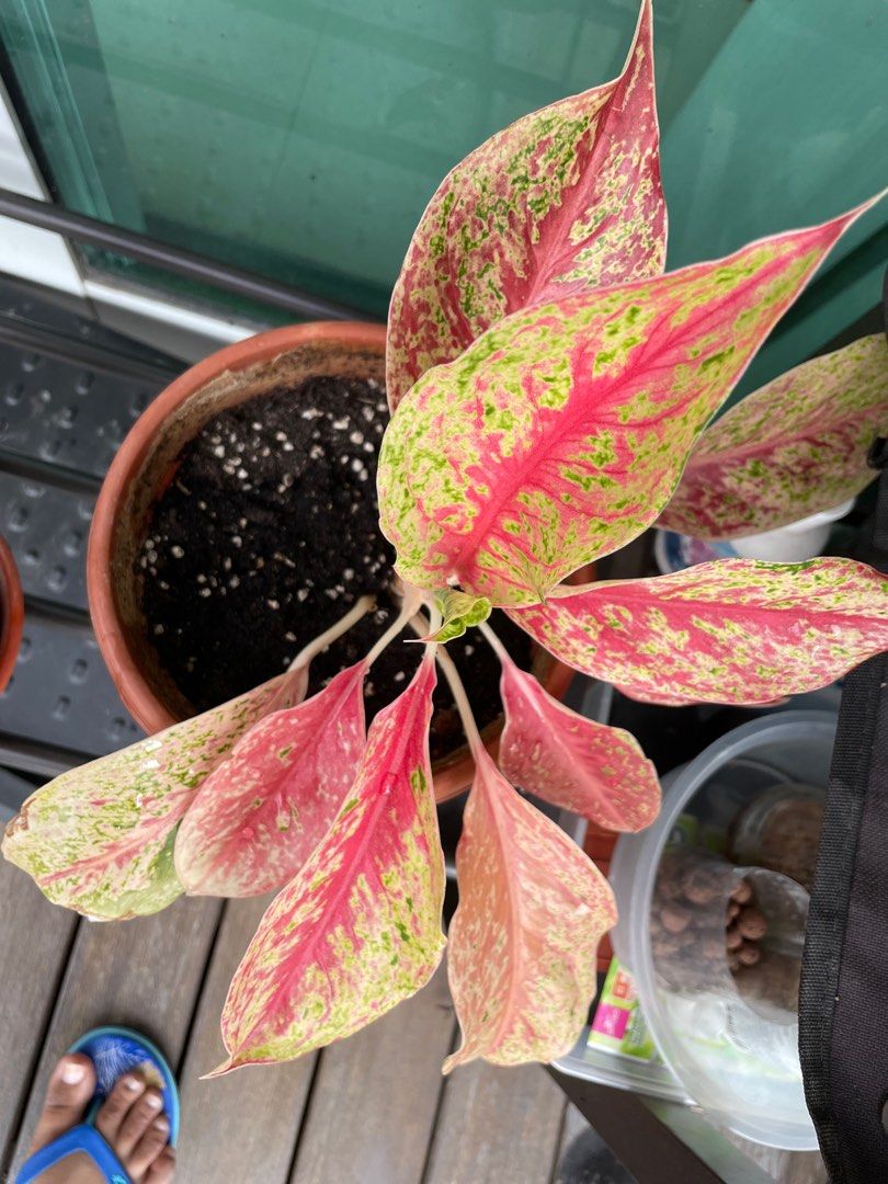 Plant cuttings swap: Monstera, pothos, caladium, Furniture & Home ...