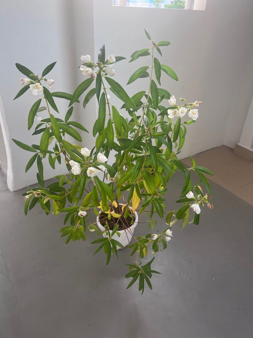 Senduduk putih / melastoma white colour, Furniture & Home Living ...