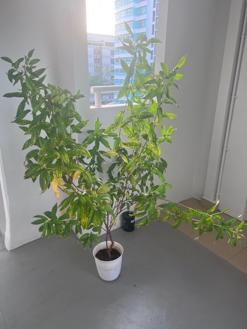 Senduduk putih / melastoma white colour, Furniture & Home Living ...