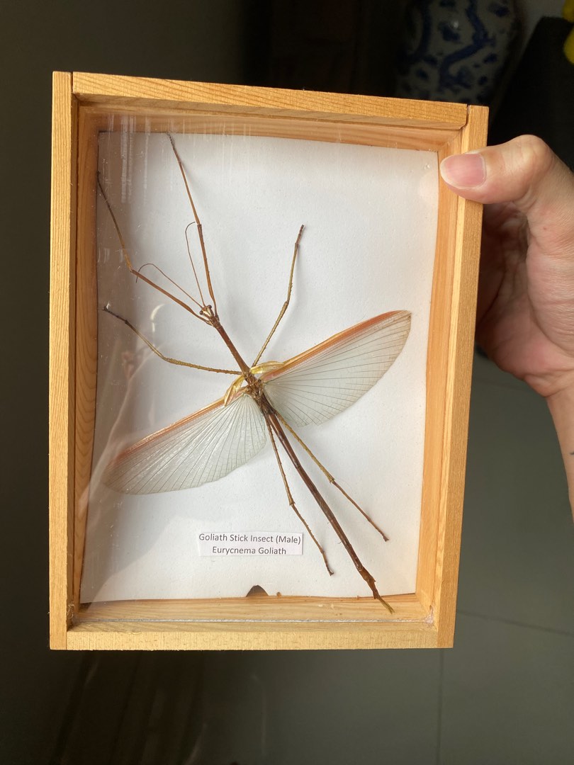 Stick insect taxidermy frame, Furniture & Home Living, Home Decor ...