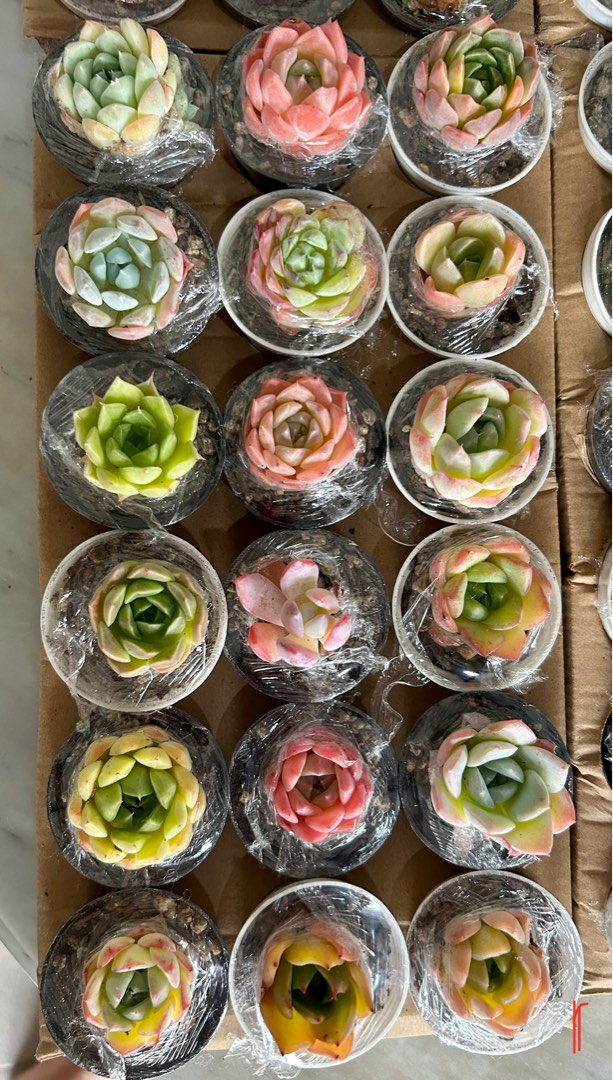 Succulents (18 pots per set )- best for teacher days, Hobbies & Toys ...