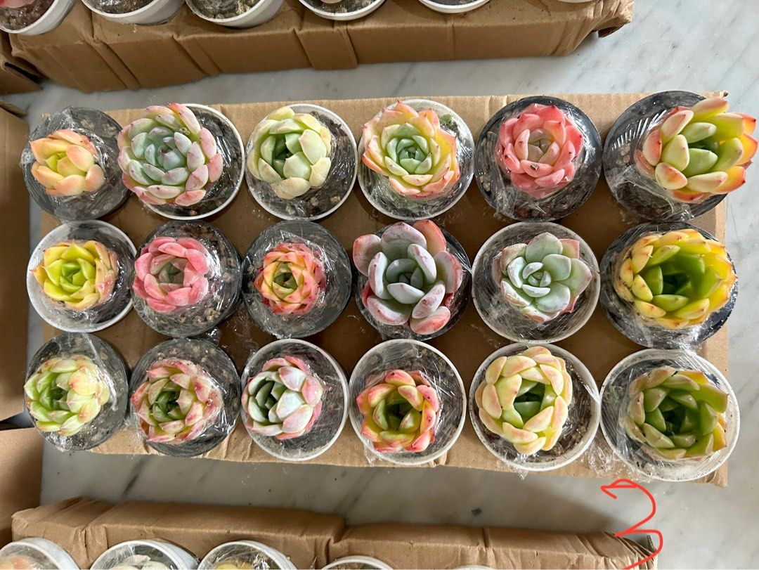 Succulents (18 pots per set )- best for teacher days, Hobbies & Toys ...