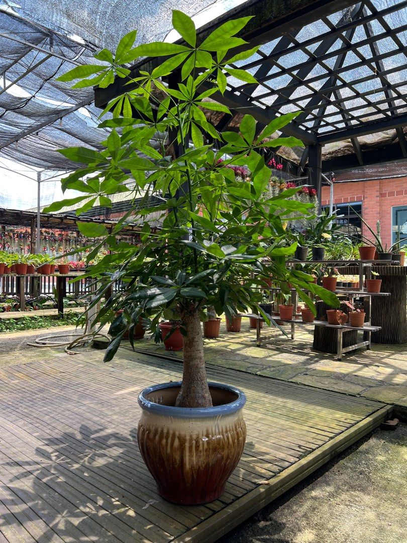 1.3m Tall Pachira Tree In Balinese Design Ceramic Pot, Furniture & Home ...