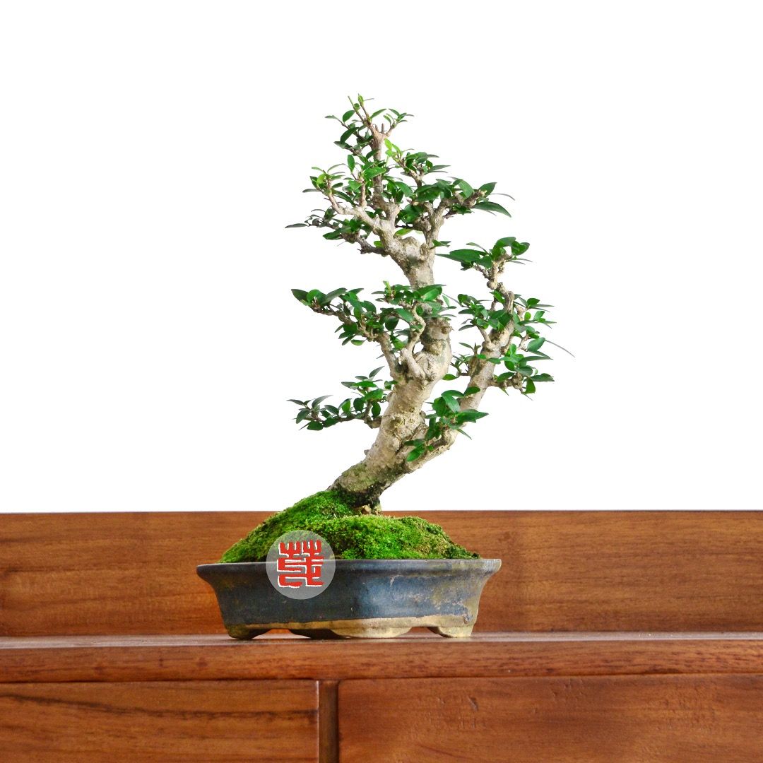 Bonsai 28cm Shui Mei Water Jasmine Wrightia Religiosa, Furniture & Home ...