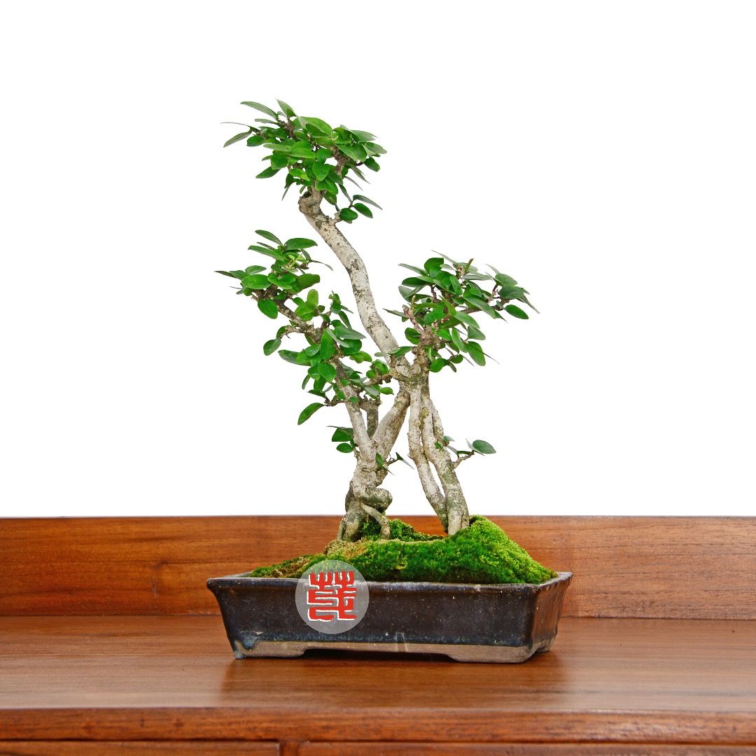 Bonsai 38cm Shui Mei Water Jasmine Wrightia Religiosa, Furniture & Home ...
