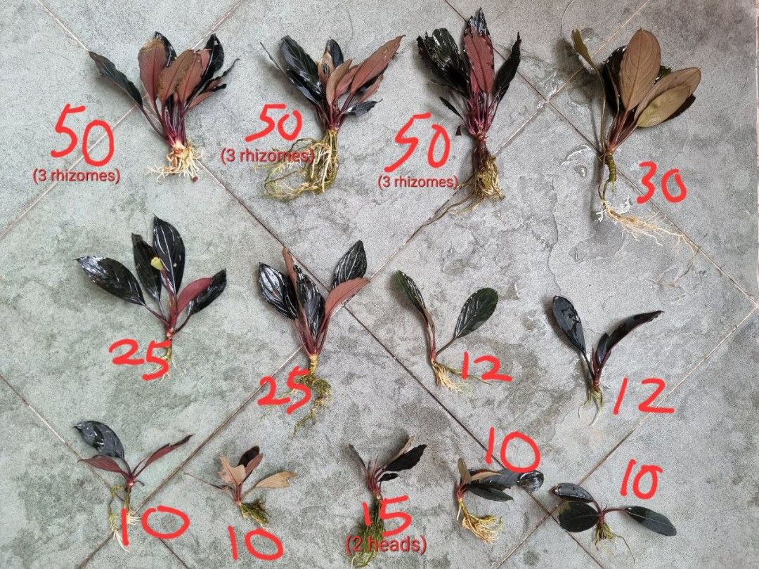 Bucephalandra dark achilles/ skeleton king/ kishii|buce bucep|aquarium ...