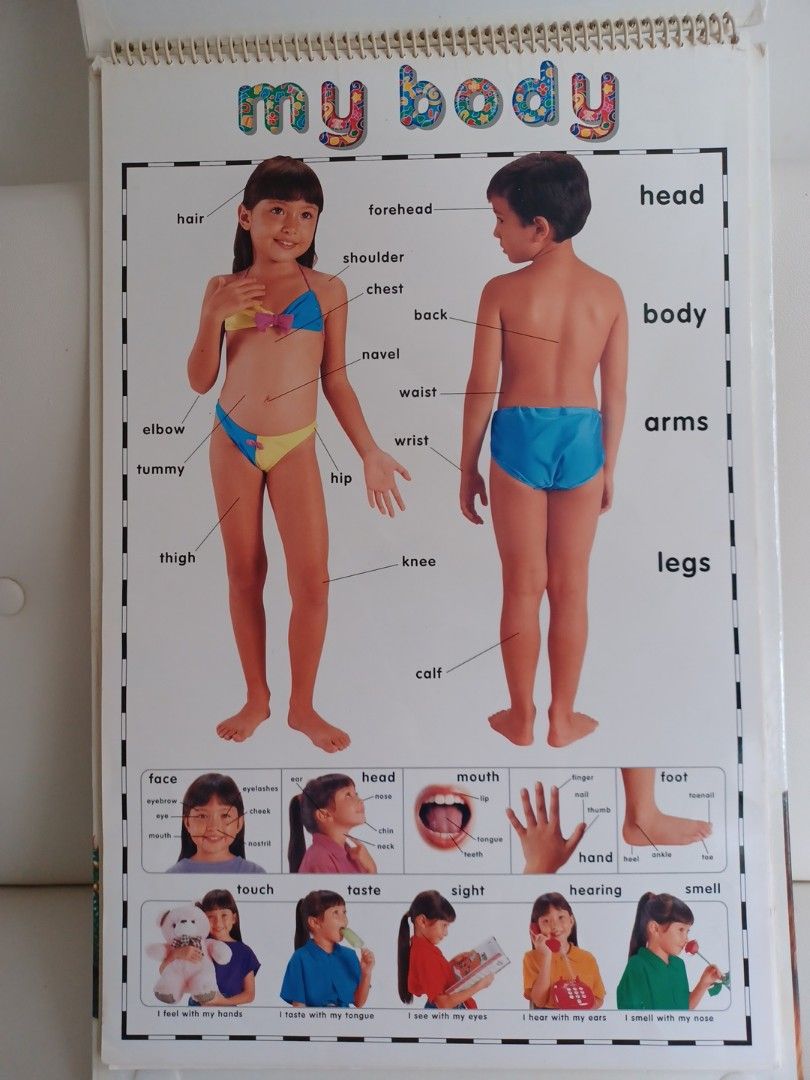 Flip and Learn Charts 活動掛圖 翻頁書 on Carousell