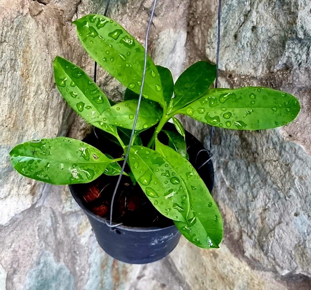 Hoya multiflora, Furniture & Home Living, Gardening, Plants & Seeds on ...